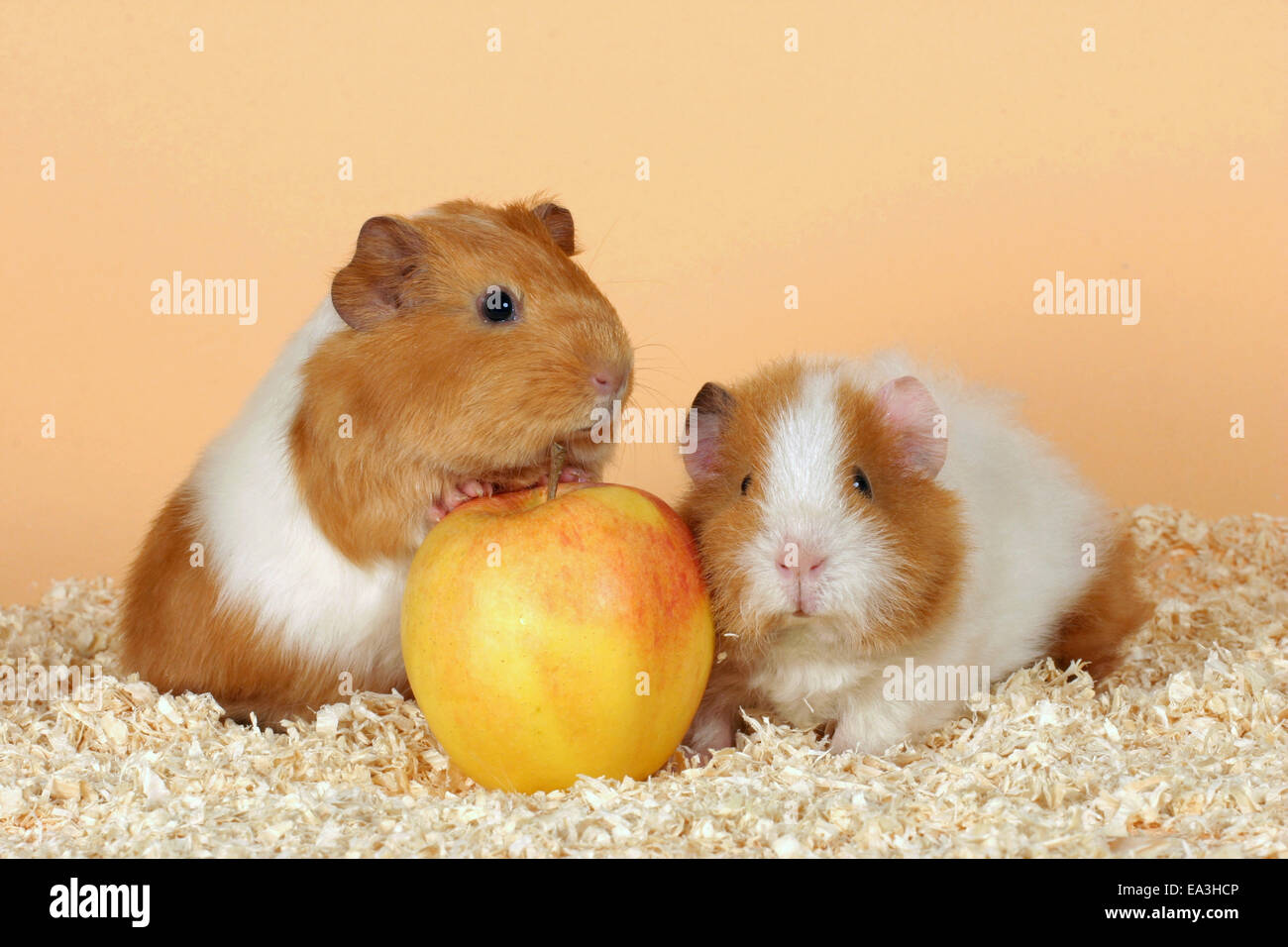 Satin guinea pig hi-res stock photography and images - Alamy