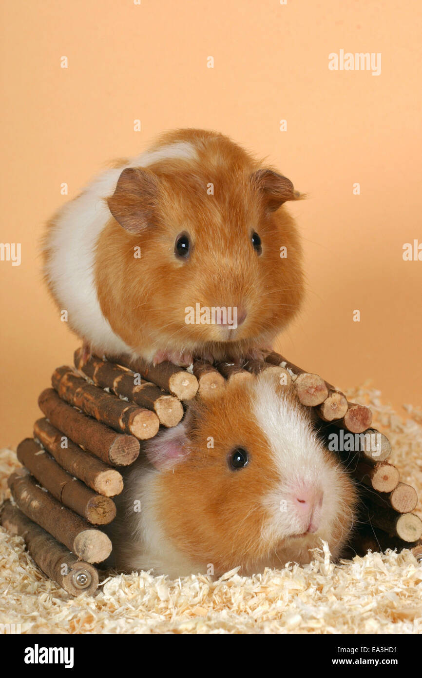 Satin guinea pig hi-res stock photography and images - Alamy