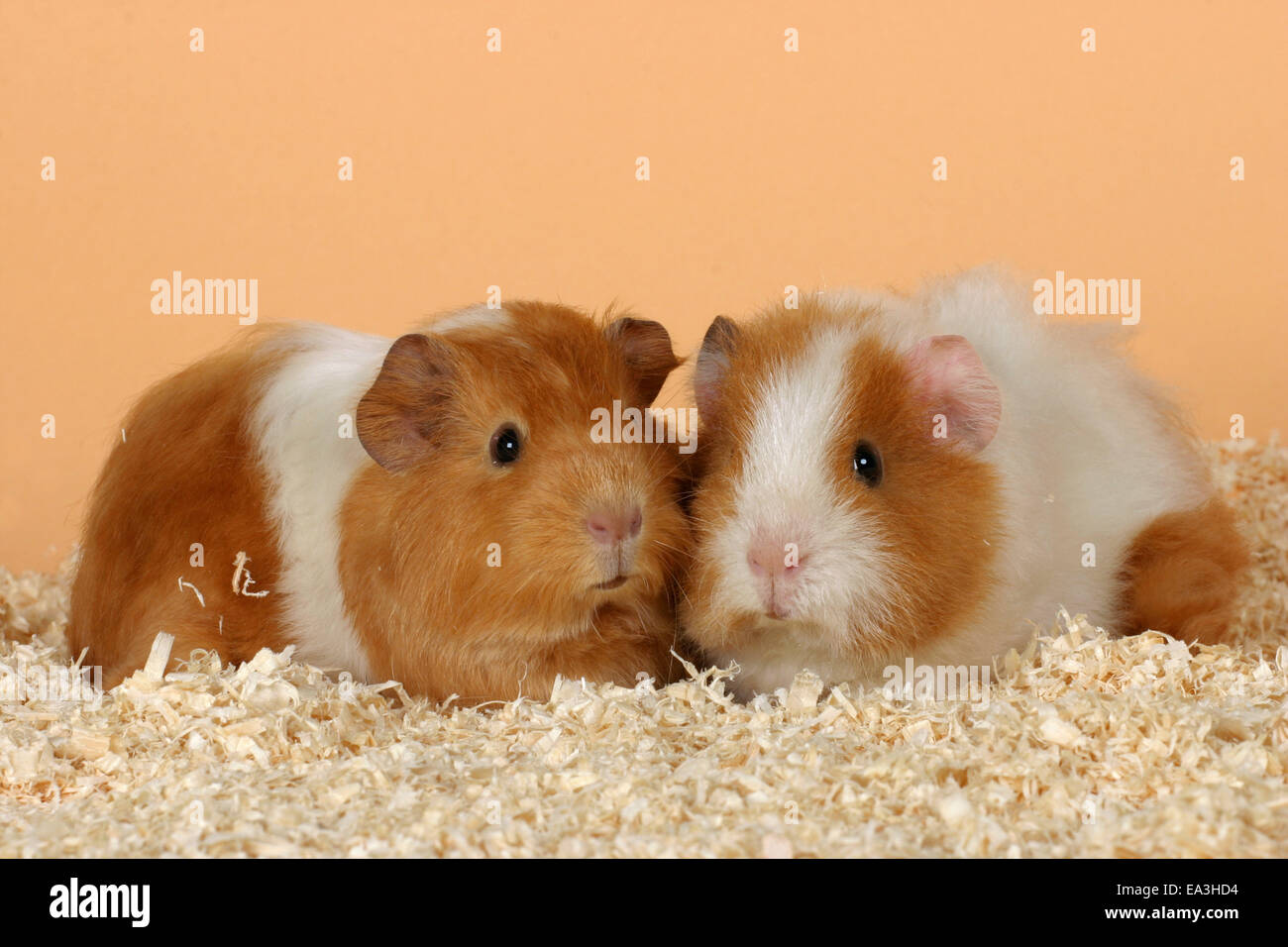 Satin guinea pig hi-res stock photography and images - Alamy