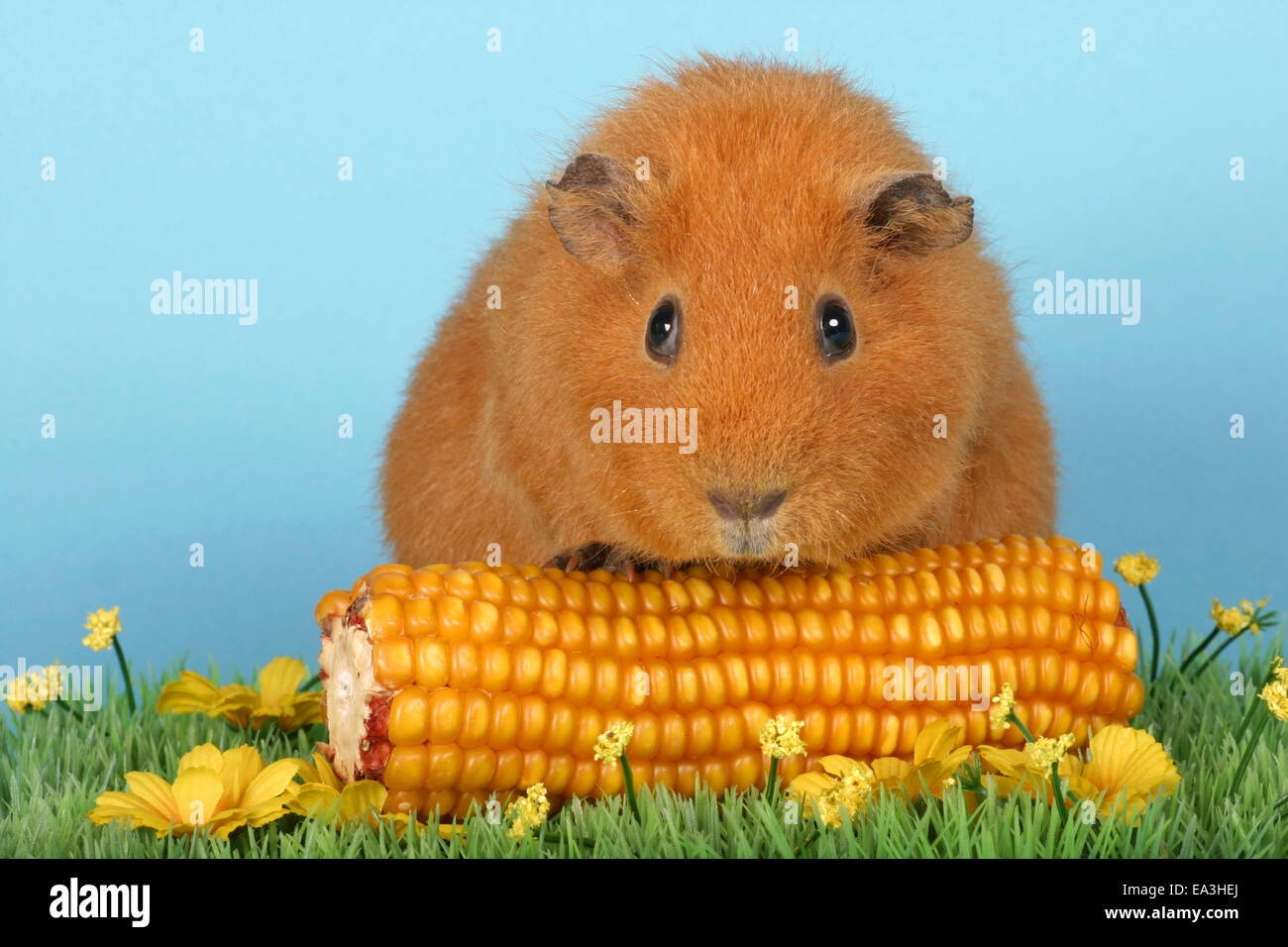 Guinea corn hi-res stock photography and images - Alamy