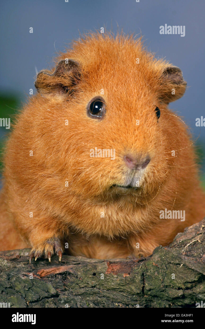 Red guinea pigs hi-res stock photography and images - Alamy