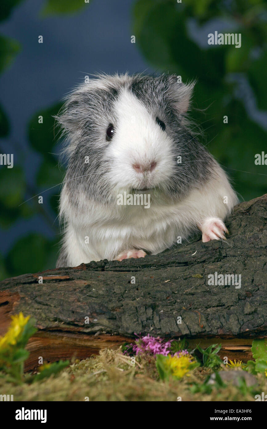 Ridgeback guinea pig Stock Photo - Alamy