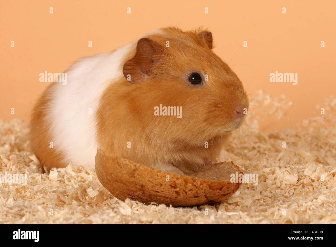 satin guinea pig Stock Photo - Alamy