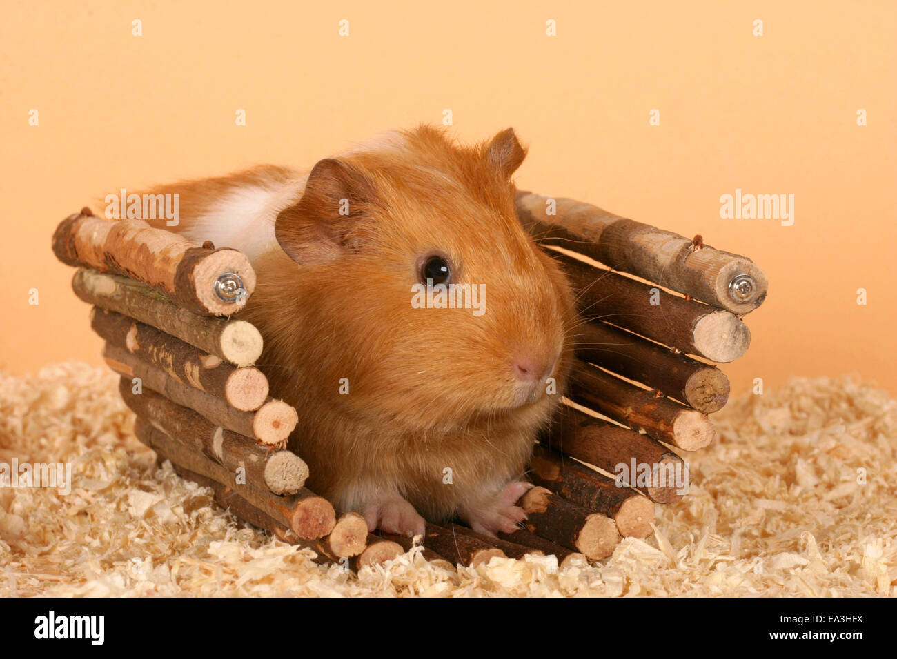 satin guinea pig Stock Photo - Alamy