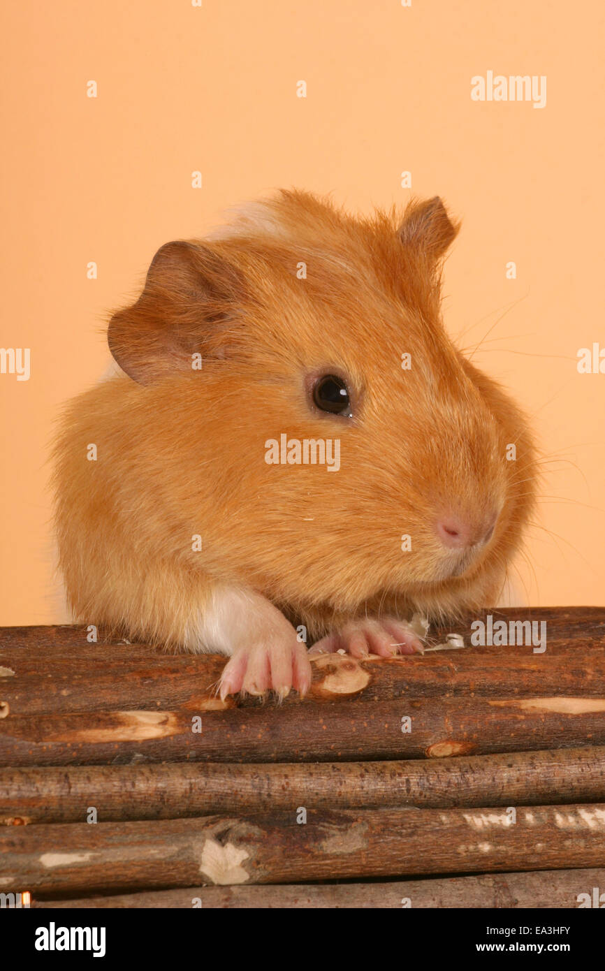 satin guinea pig Stock Photo - Alamy