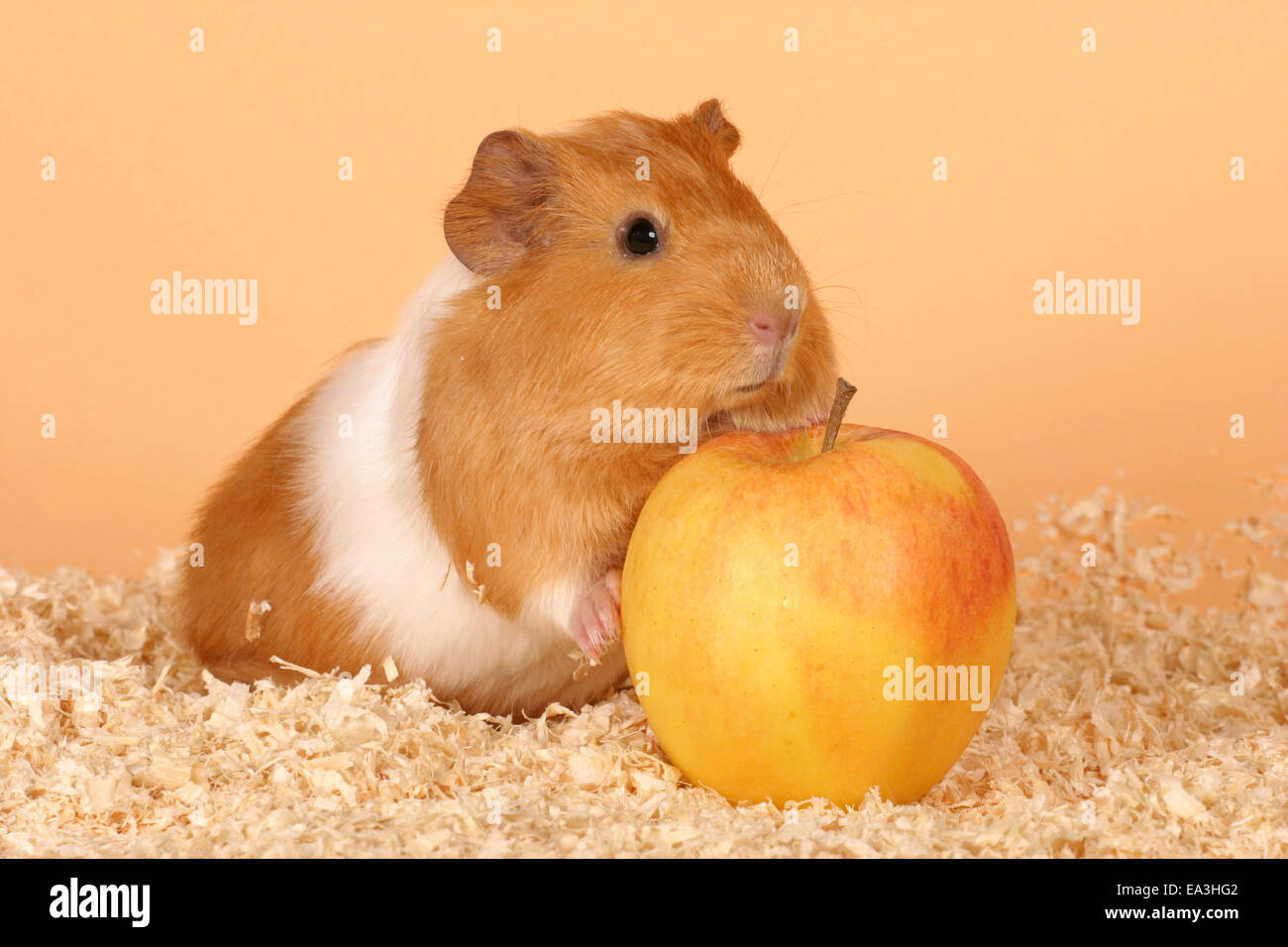 satin guinea pig Stock Photo - Alamy
