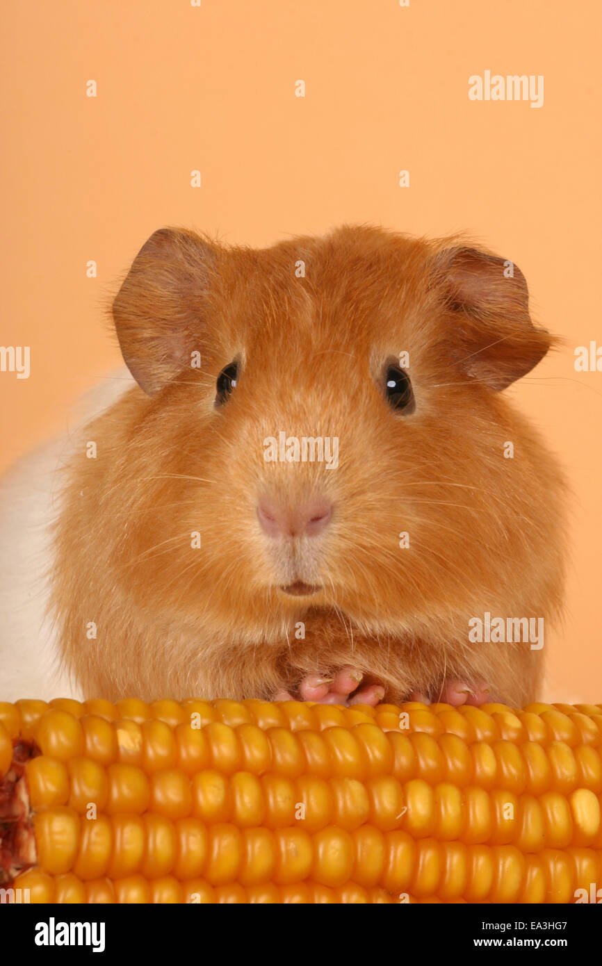Guinea corn hi-res stock photography and images - Alamy