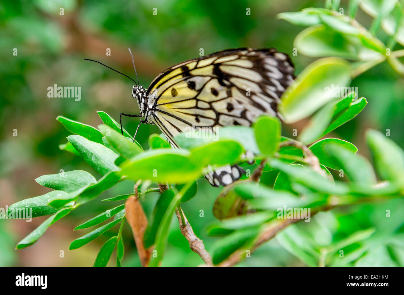 A close up of a butterfly resting on a tree branch in the Butterfly ...
