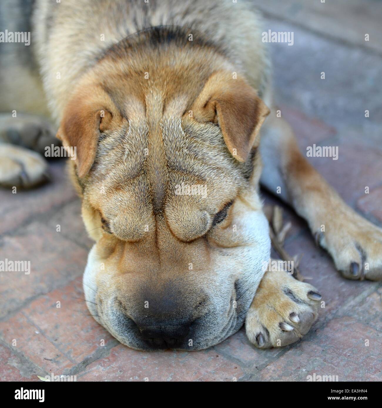 Shar image hi-res stock photography and images - Alamy