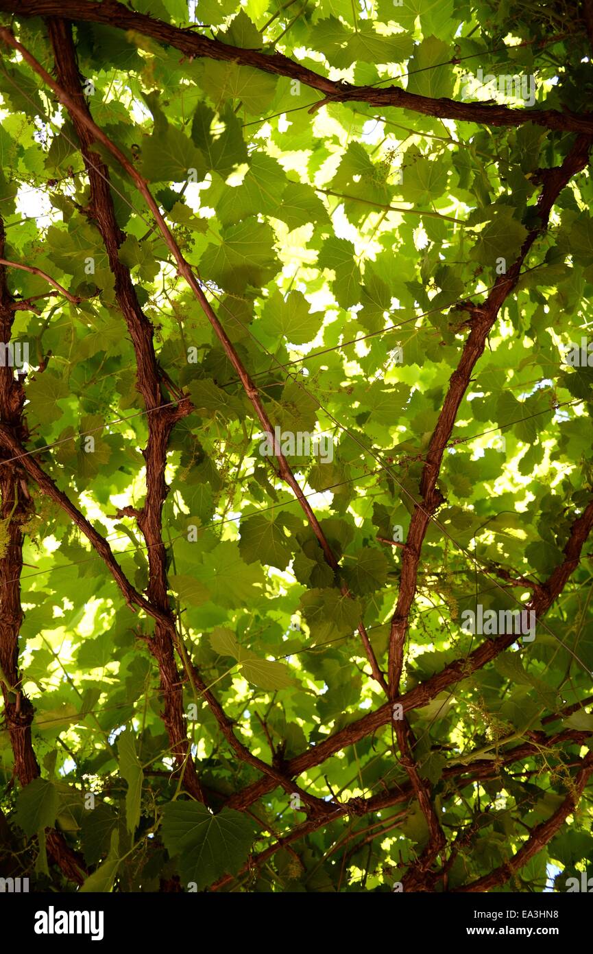 Olive vines hi-res stock photography and images - Alamy