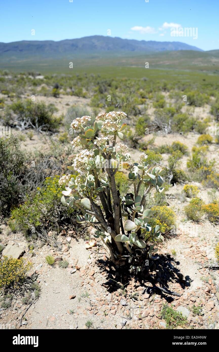 Deser vegetation hi-res stock photography and images - Alamy