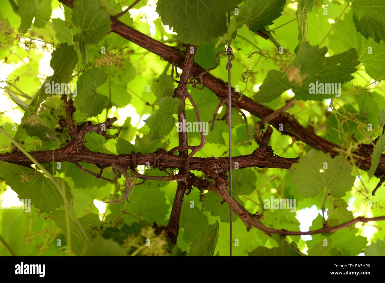 Ground vines hi-res stock photography and images - Alamy