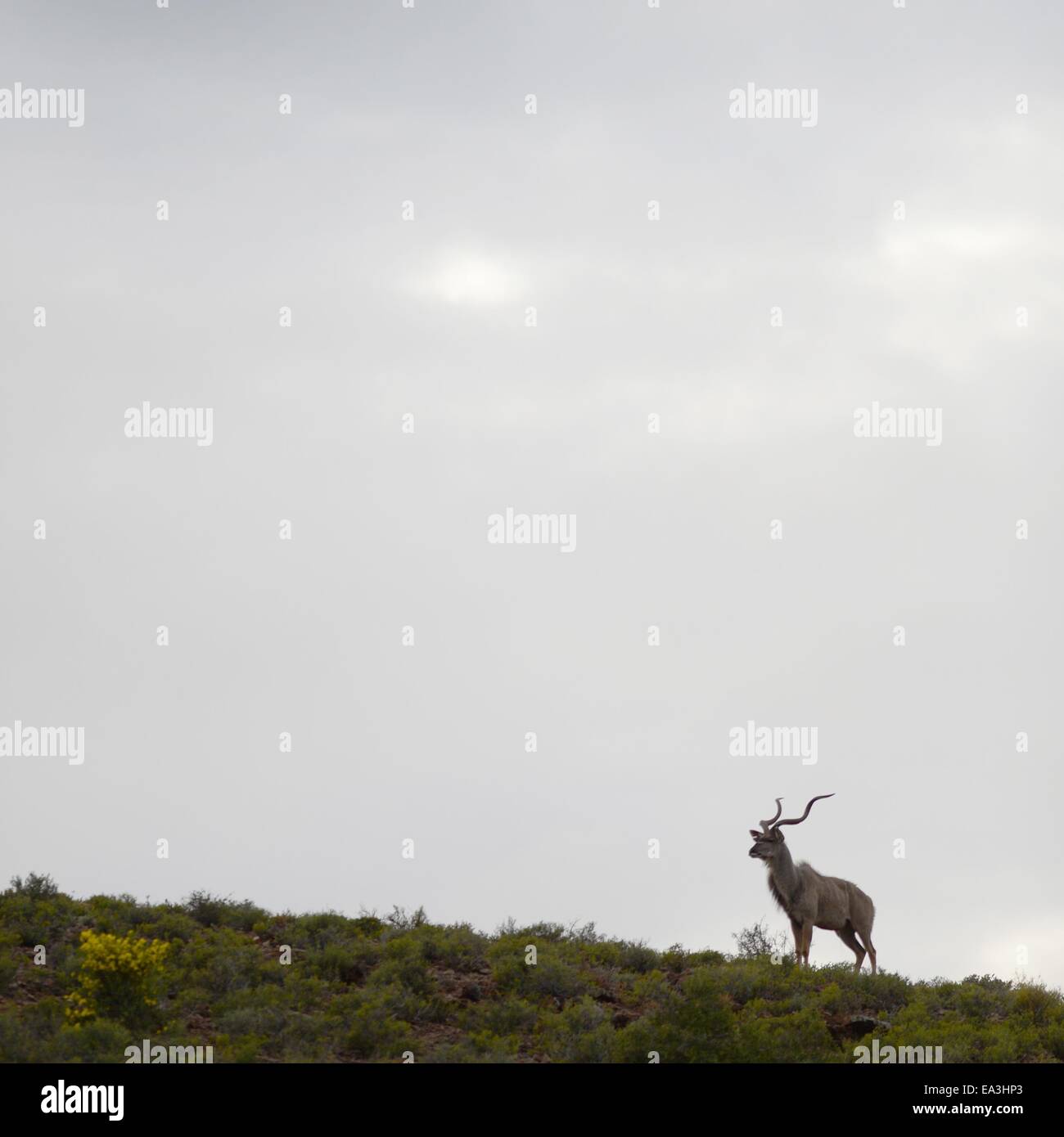 African kudu hi-res stock photography and images - Alamy