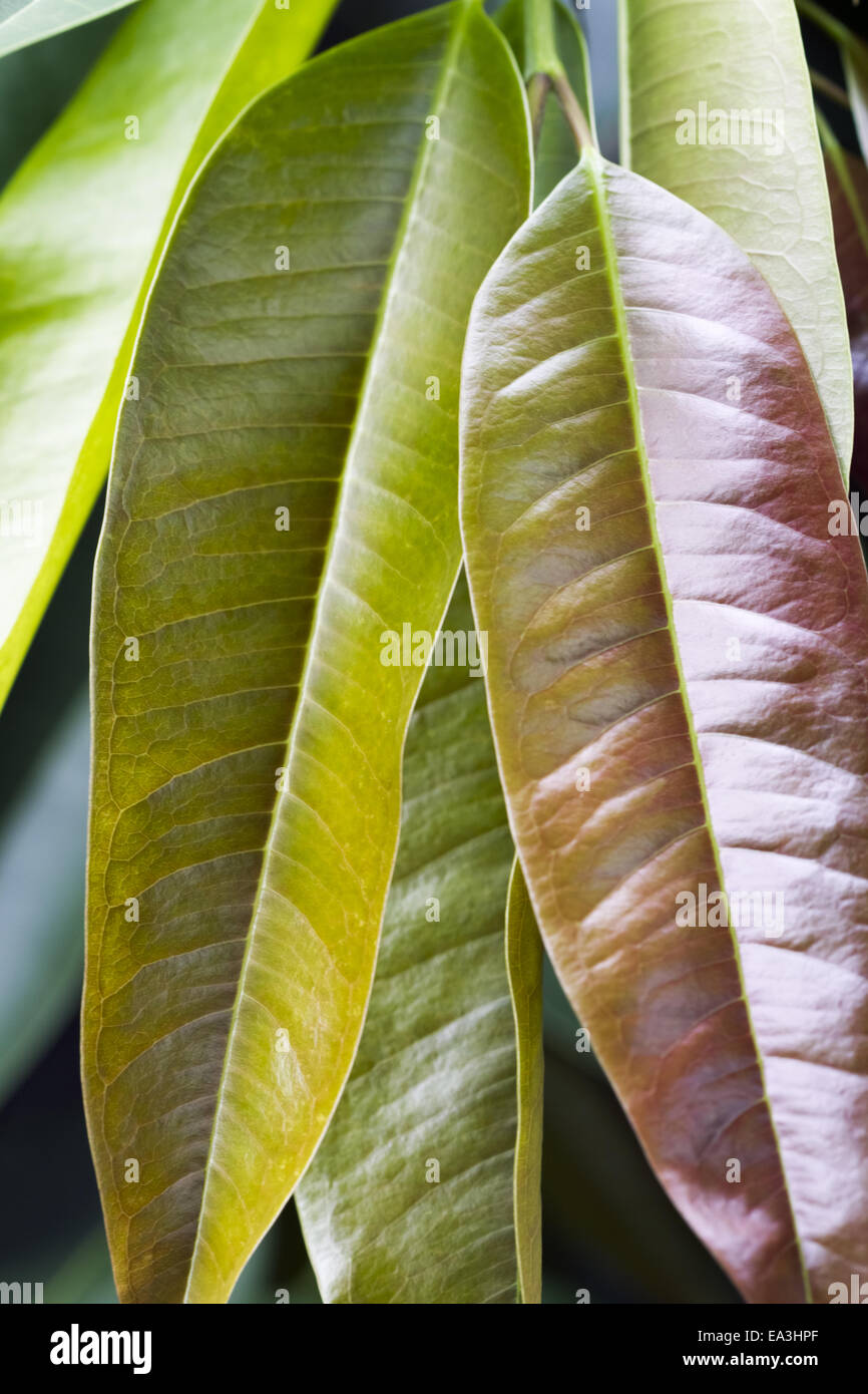 Ficus binnendijkii Stock Photo - Alamy