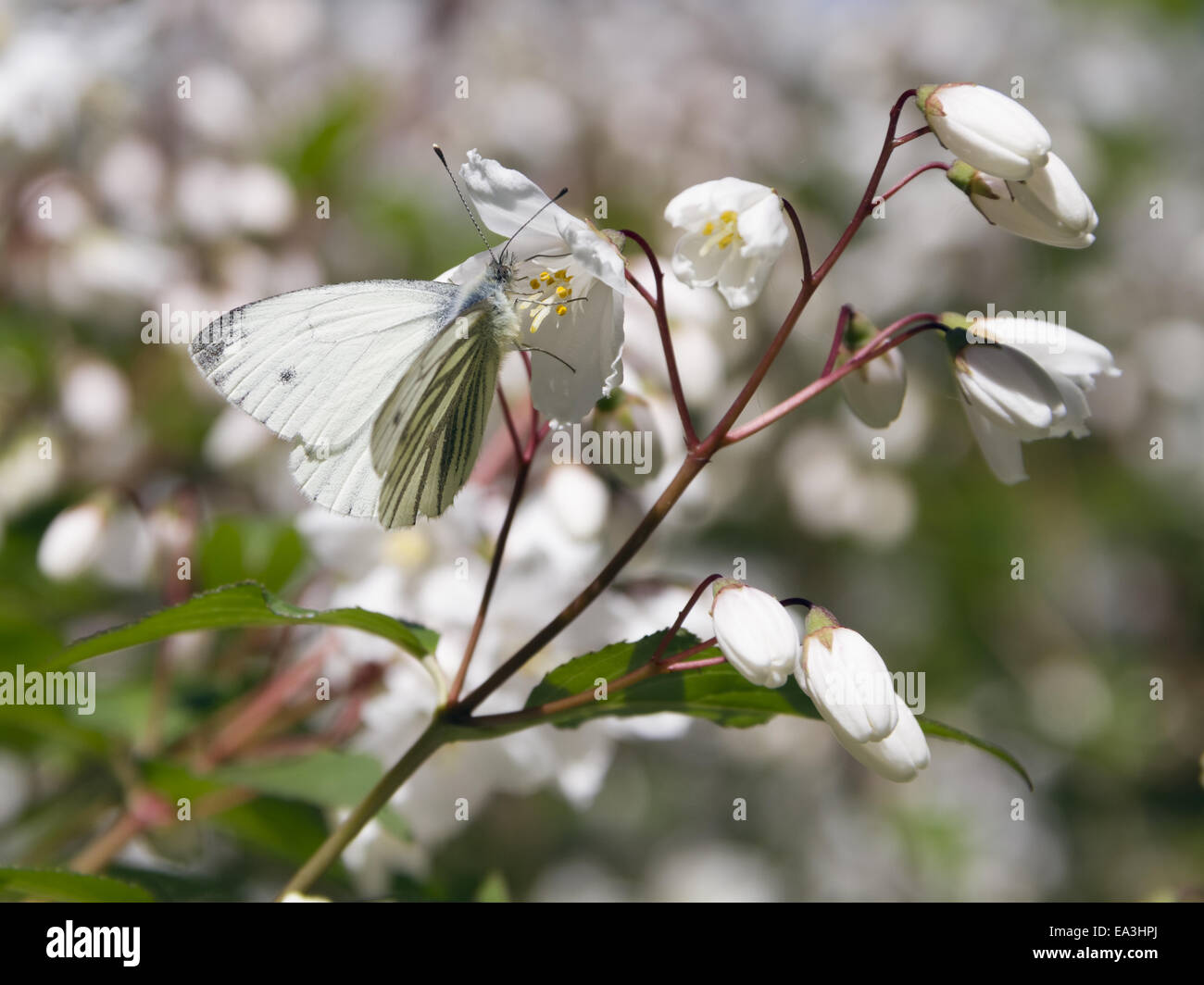 cabbage white butterfly Stock Photo - Alamy