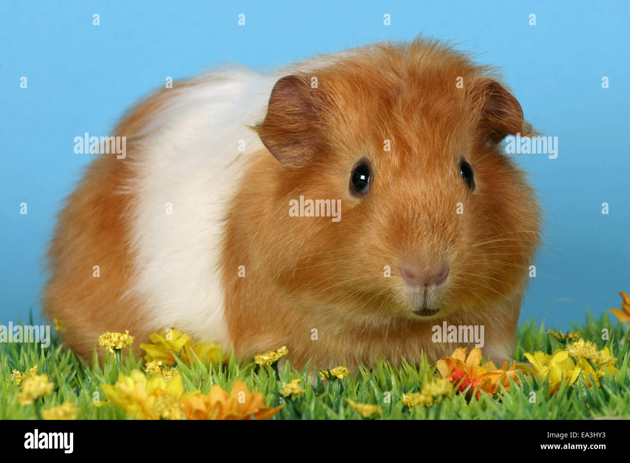 Satin guinea pig hi-res stock photography and images - Alamy