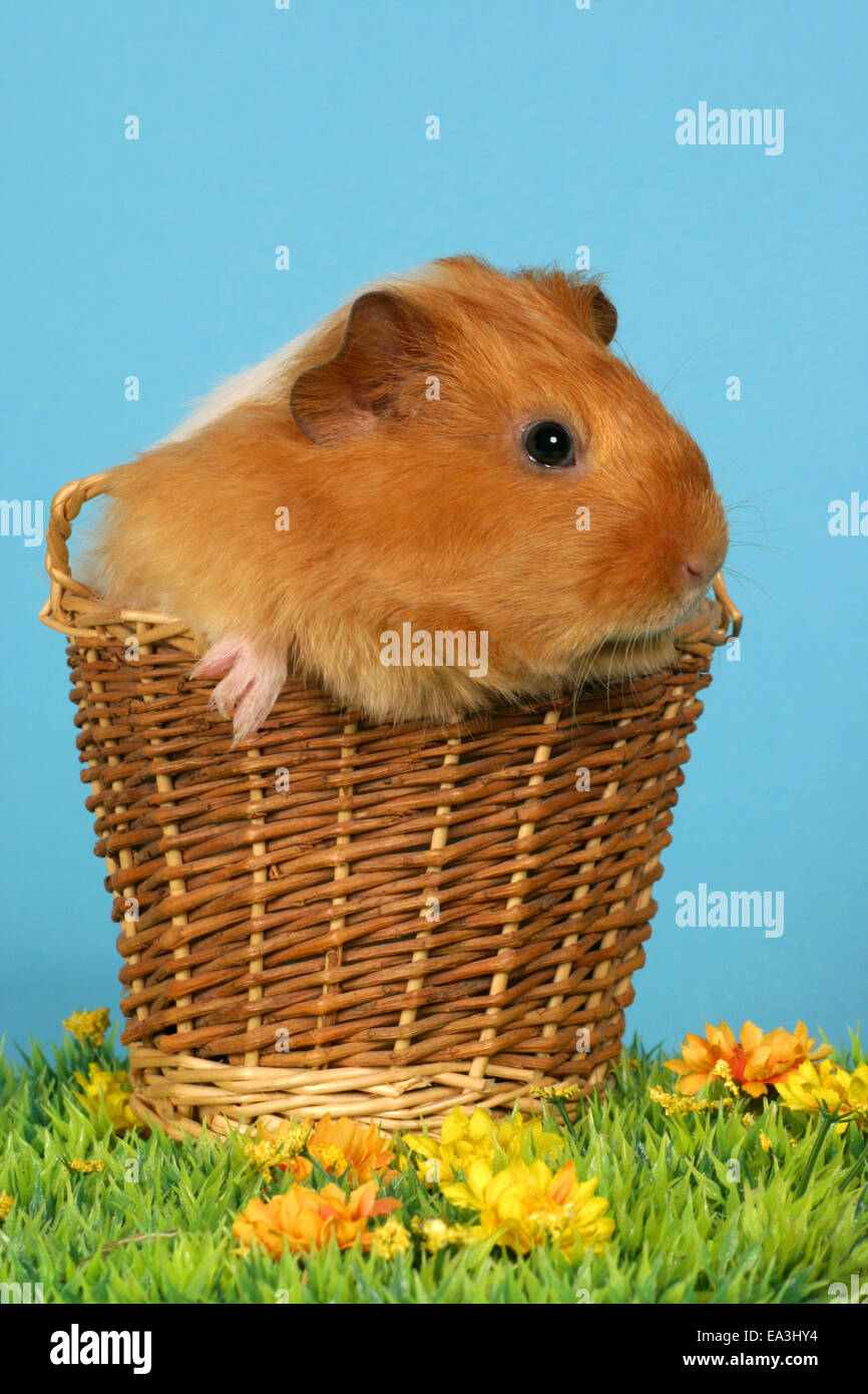 satin guinea pig Stock Photo - Alamy