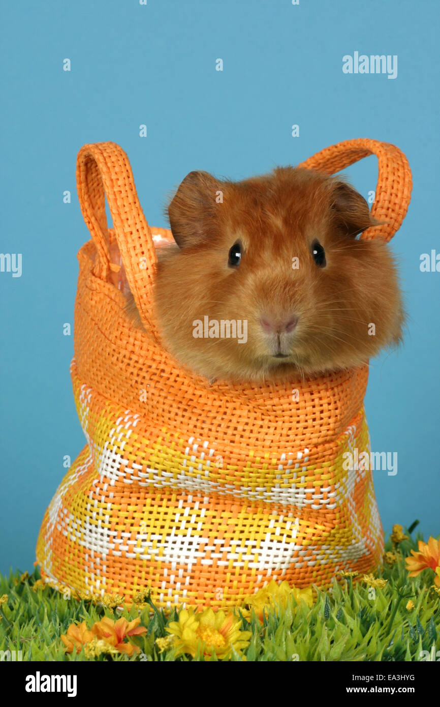 satin guinea pig Stock Photo - Alamy