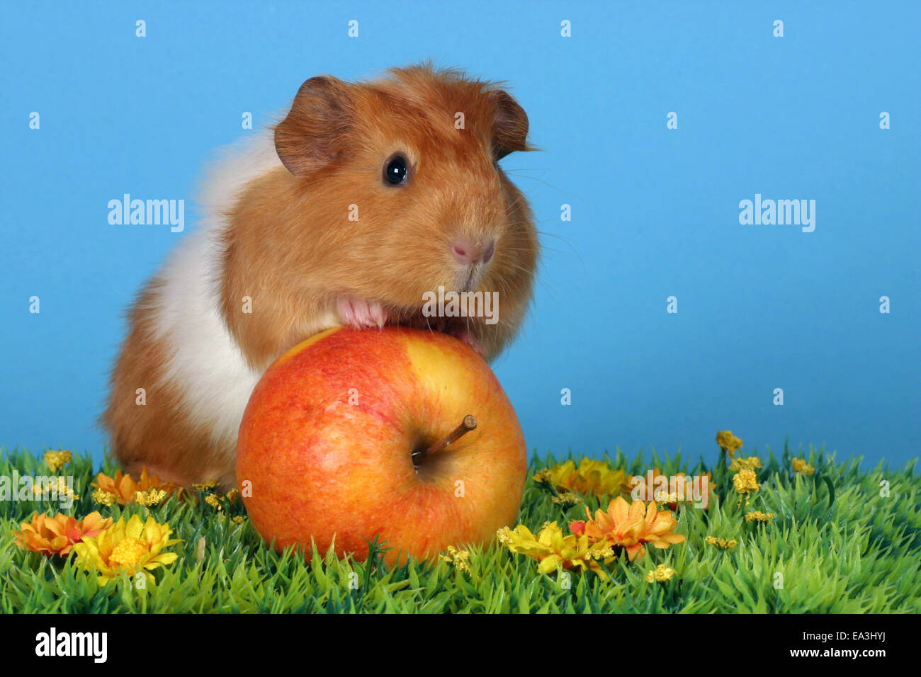 satin guinea pig Stock Photo - Alamy