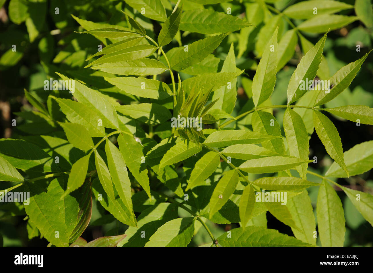 Laubgeholze hi-res stock photography and images - Alamy