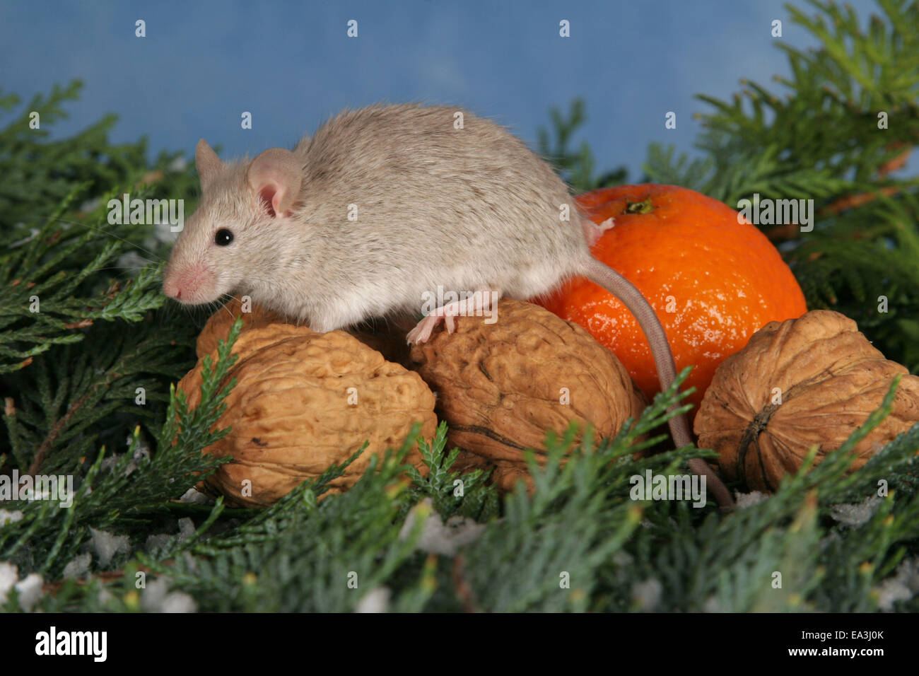 Tree mouse hi-res stock photography and images - Alamy