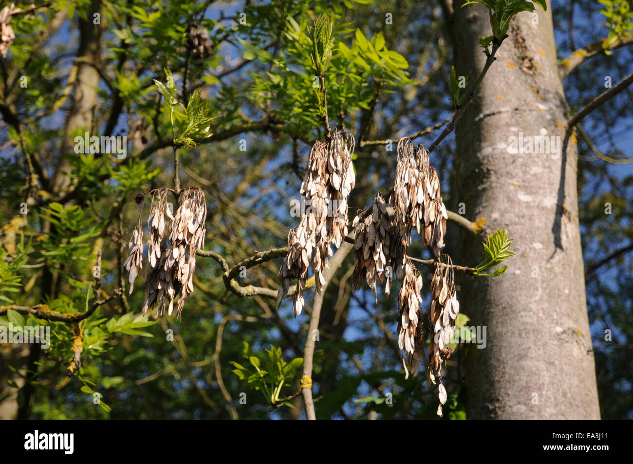 Ste ash hi-res stock photography and images - Alamy