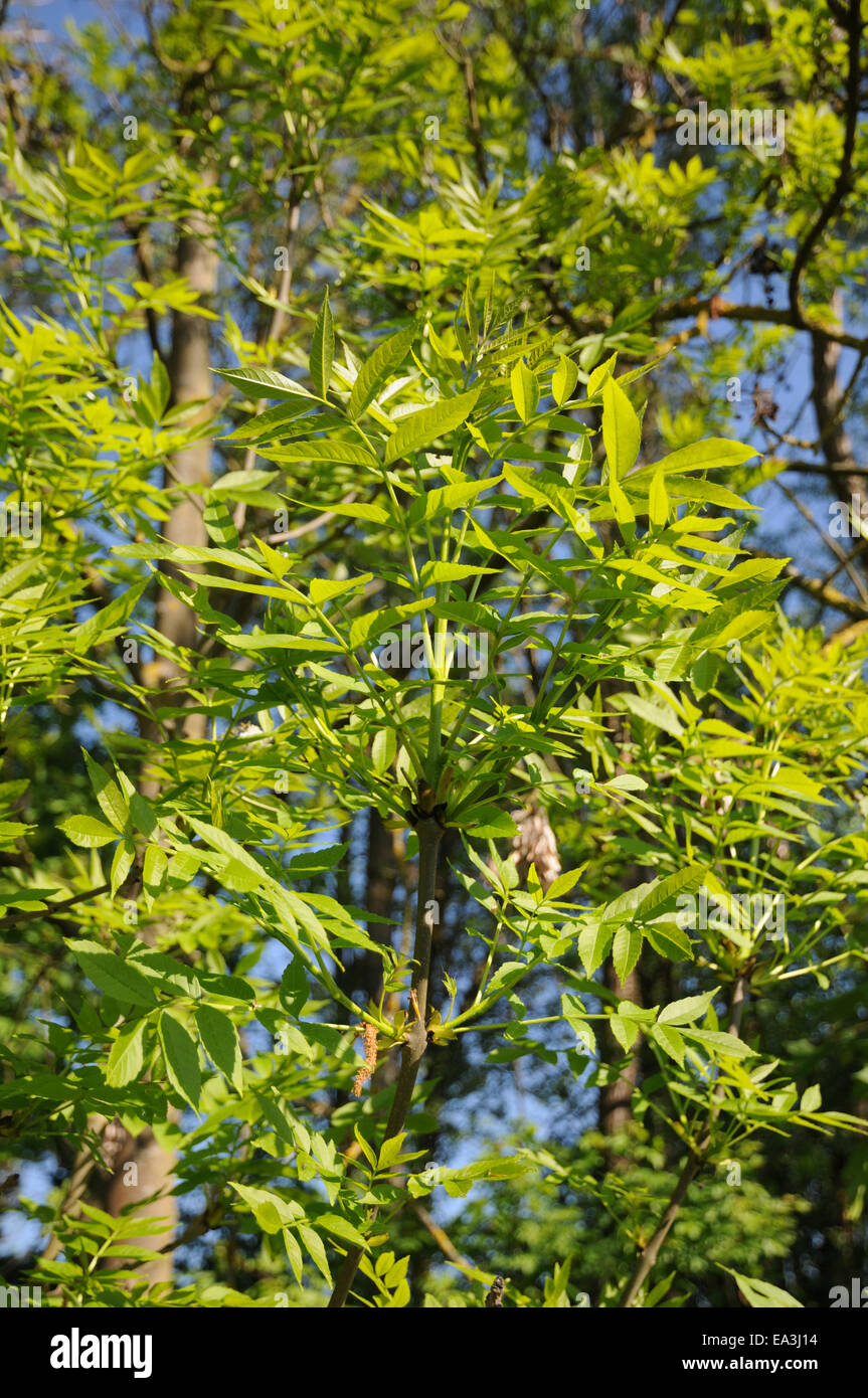 Fraxinus excelsior knospe hi-res stock photography and images - Alamy