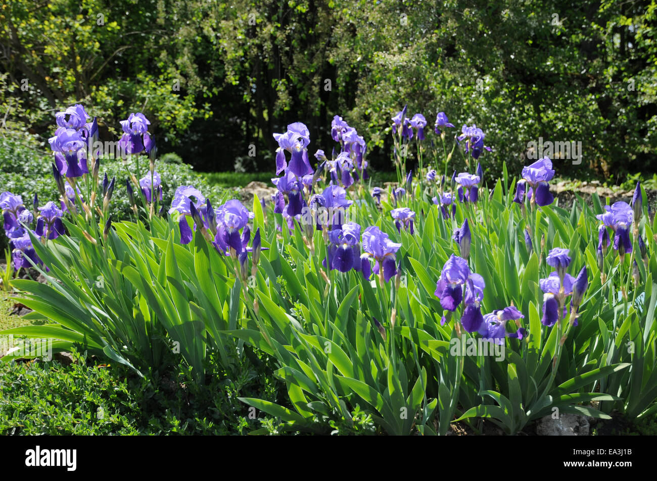 German Iris Iris X Germanica High Resolution Stock Photography and ...