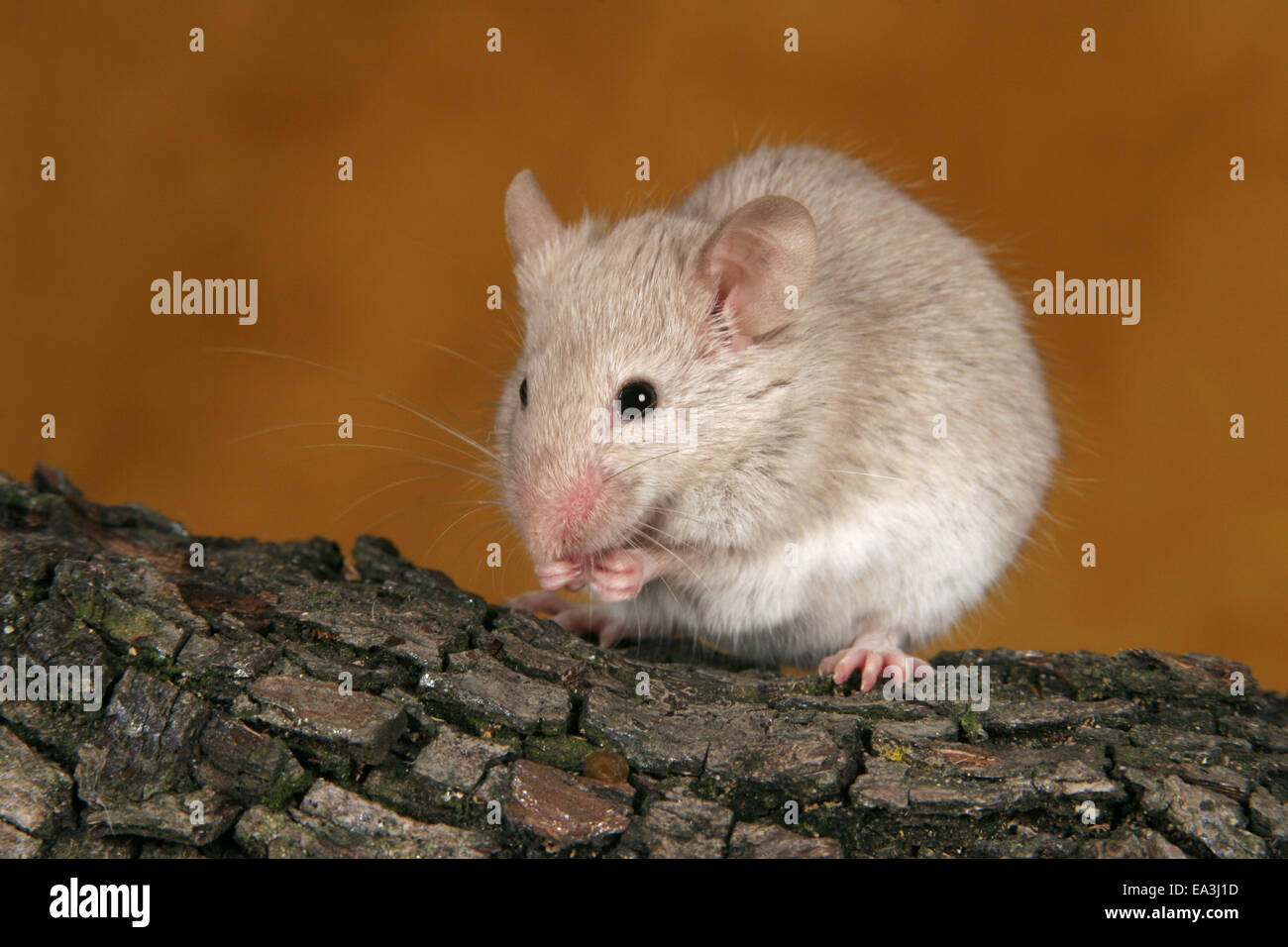Mouse gnawing hi-res stock photography and images - Alamy