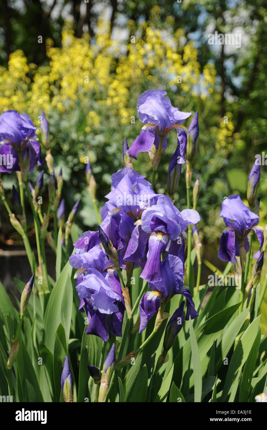 German iris iris x germanica hi-res stock photography and images - Alamy