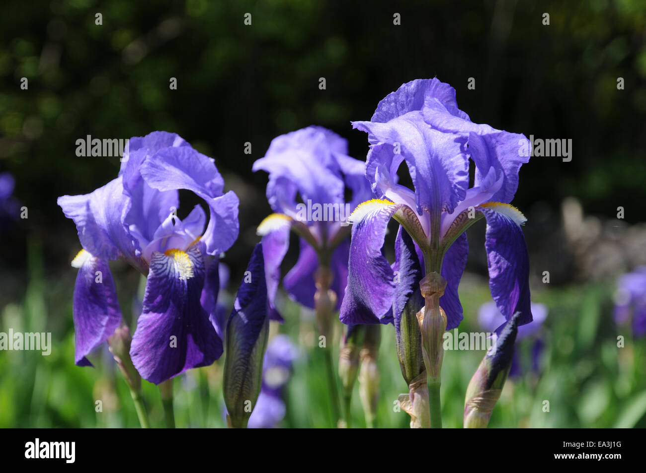 German iris iris x germanica hi-res stock photography and images - Alamy