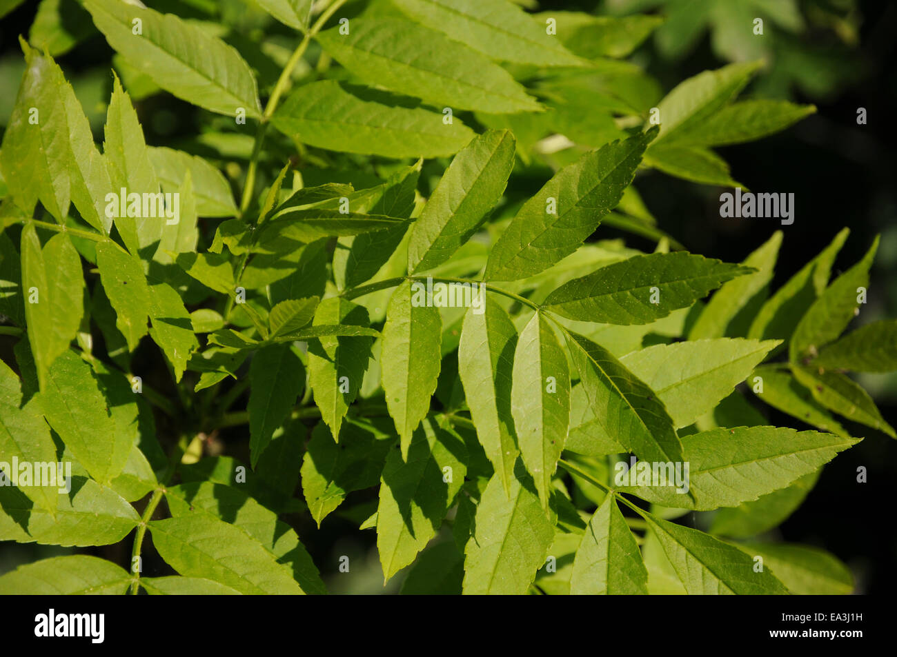 Fraxinus excelsior knospe hi-res stock photography and images - Alamy