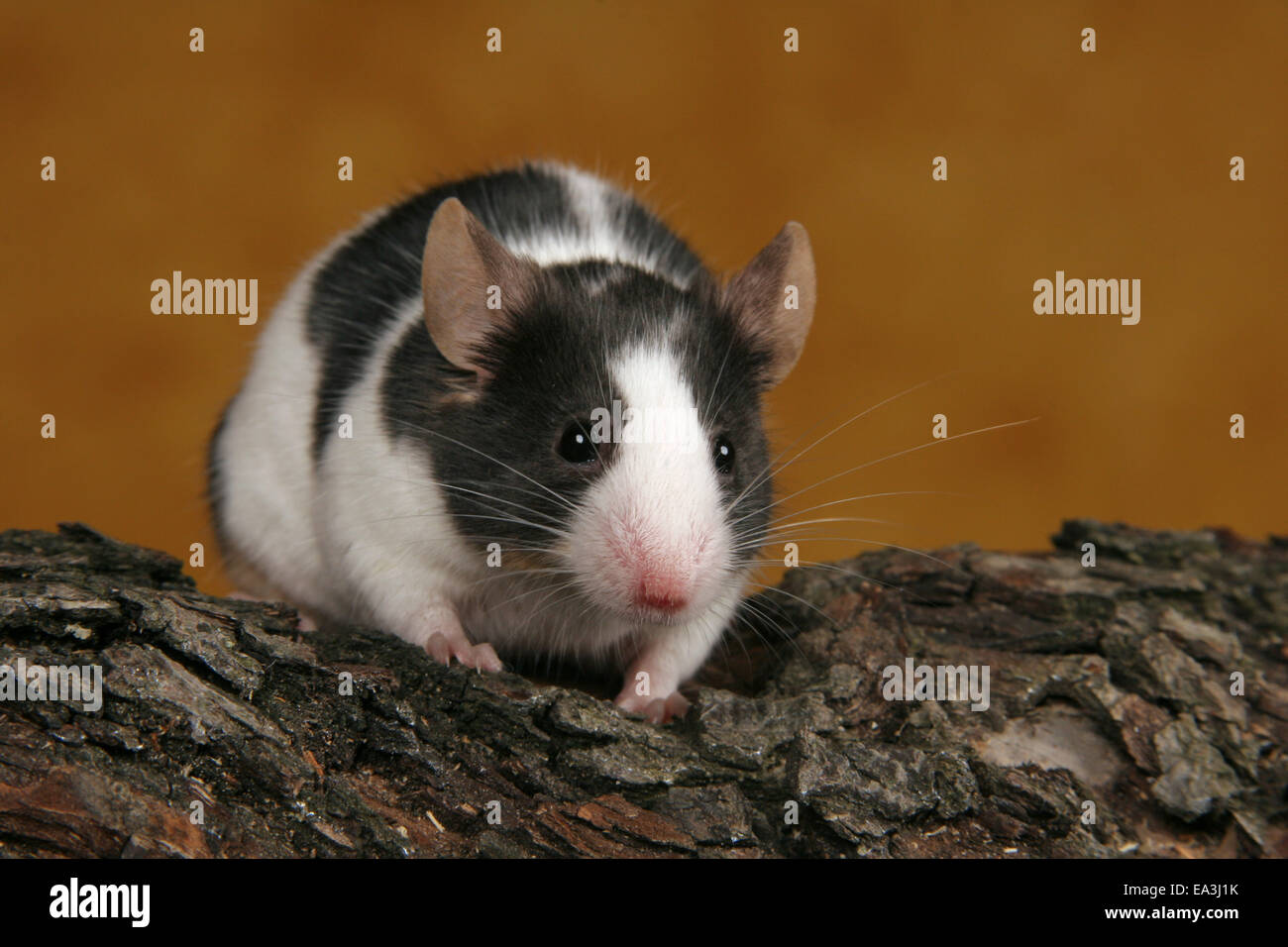 Tree mouse hi-res stock photography and images - Alamy