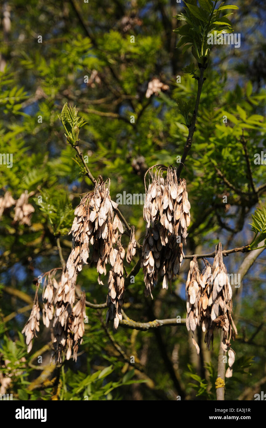 Ash Tree Bud High Resolution Stock Photography and Images - Alamy