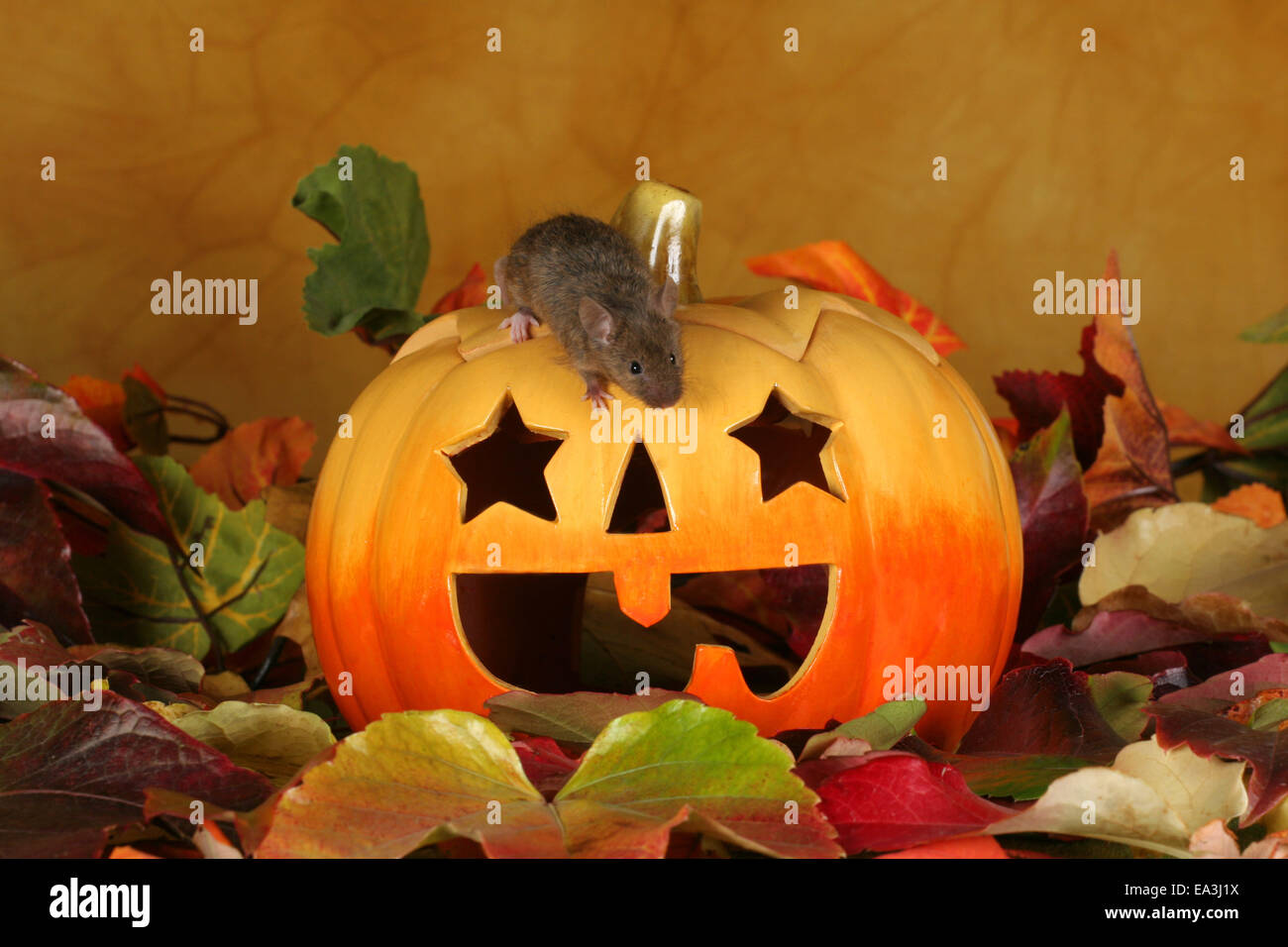 Autumn mouse hi-res stock photography and images - Alamy