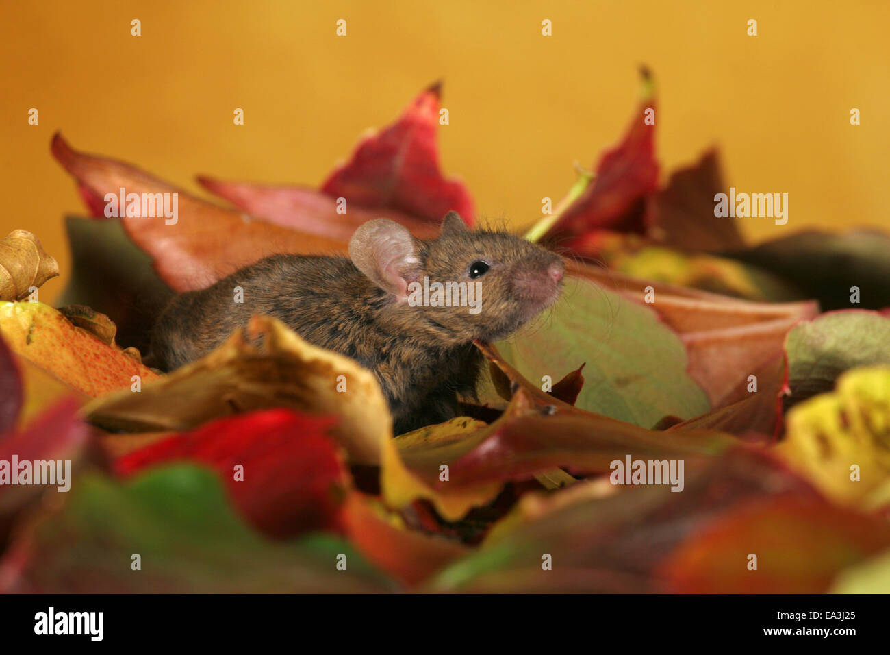 Fancy mouse hi-res stock photography and images - Alamy