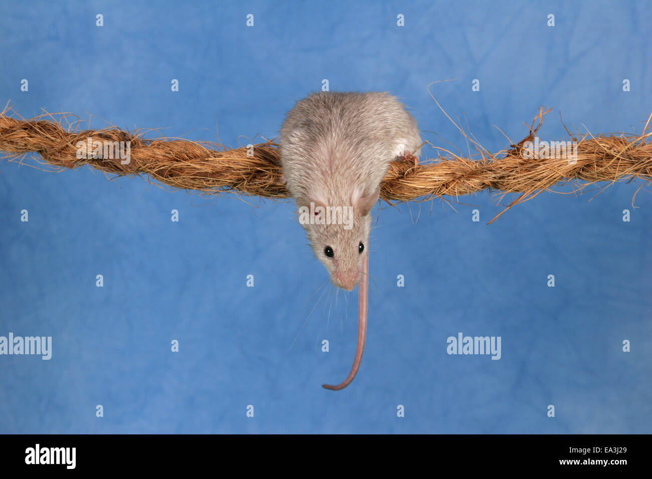 Inside mouse hi-res stock photography and images - Alamy