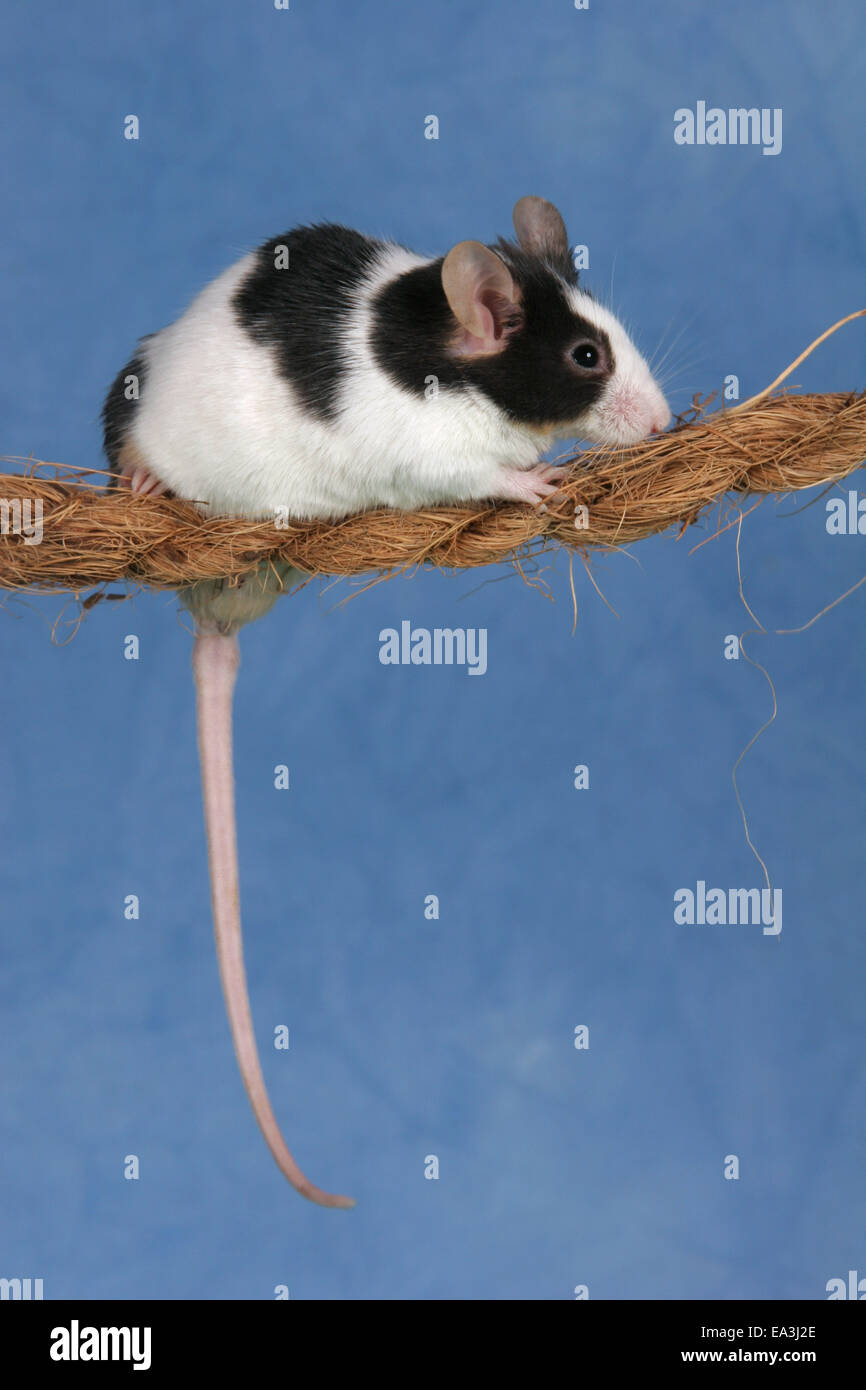 Vertical mouse hi-res stock photography and images - Alamy