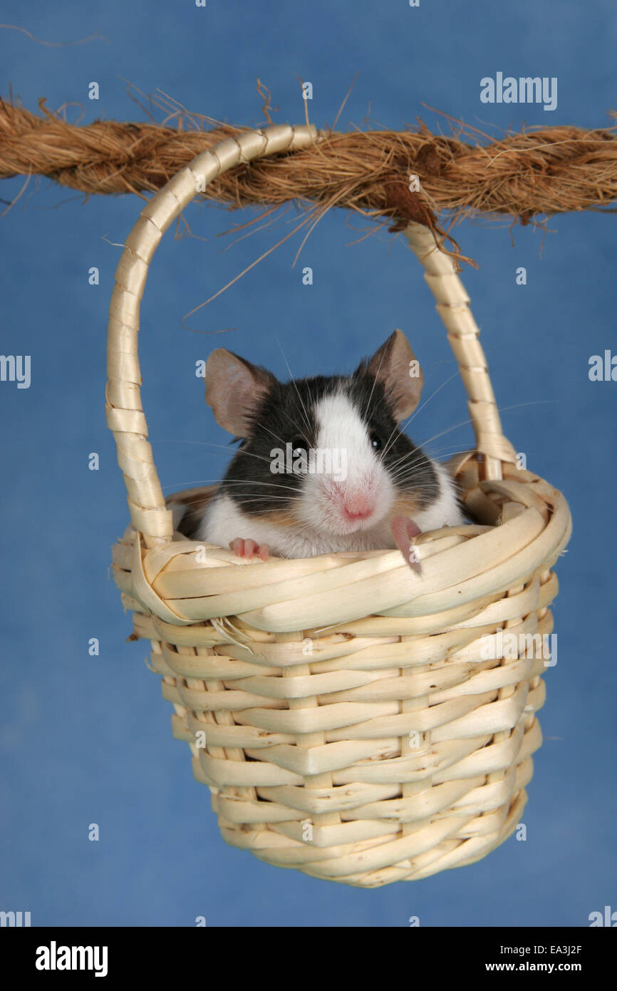 House mouse mus musculus adult hi-res stock photography and images - Alamy