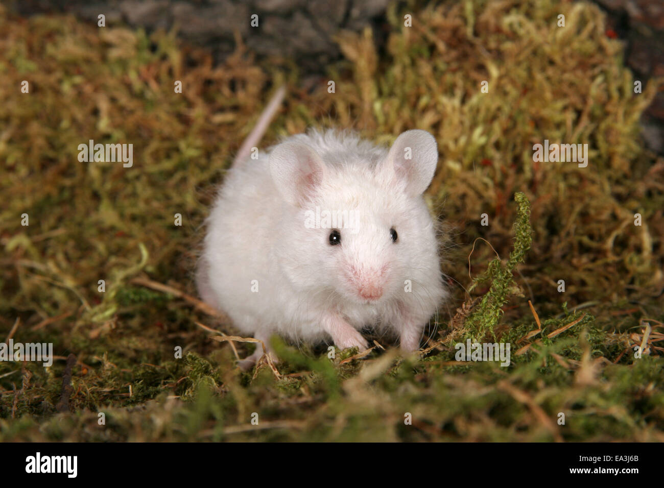 Moss curled hi-res stock photography and images - Alamy