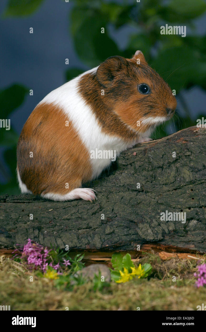 Guinea pig side view profile hi-res stock photography and images - Alamy