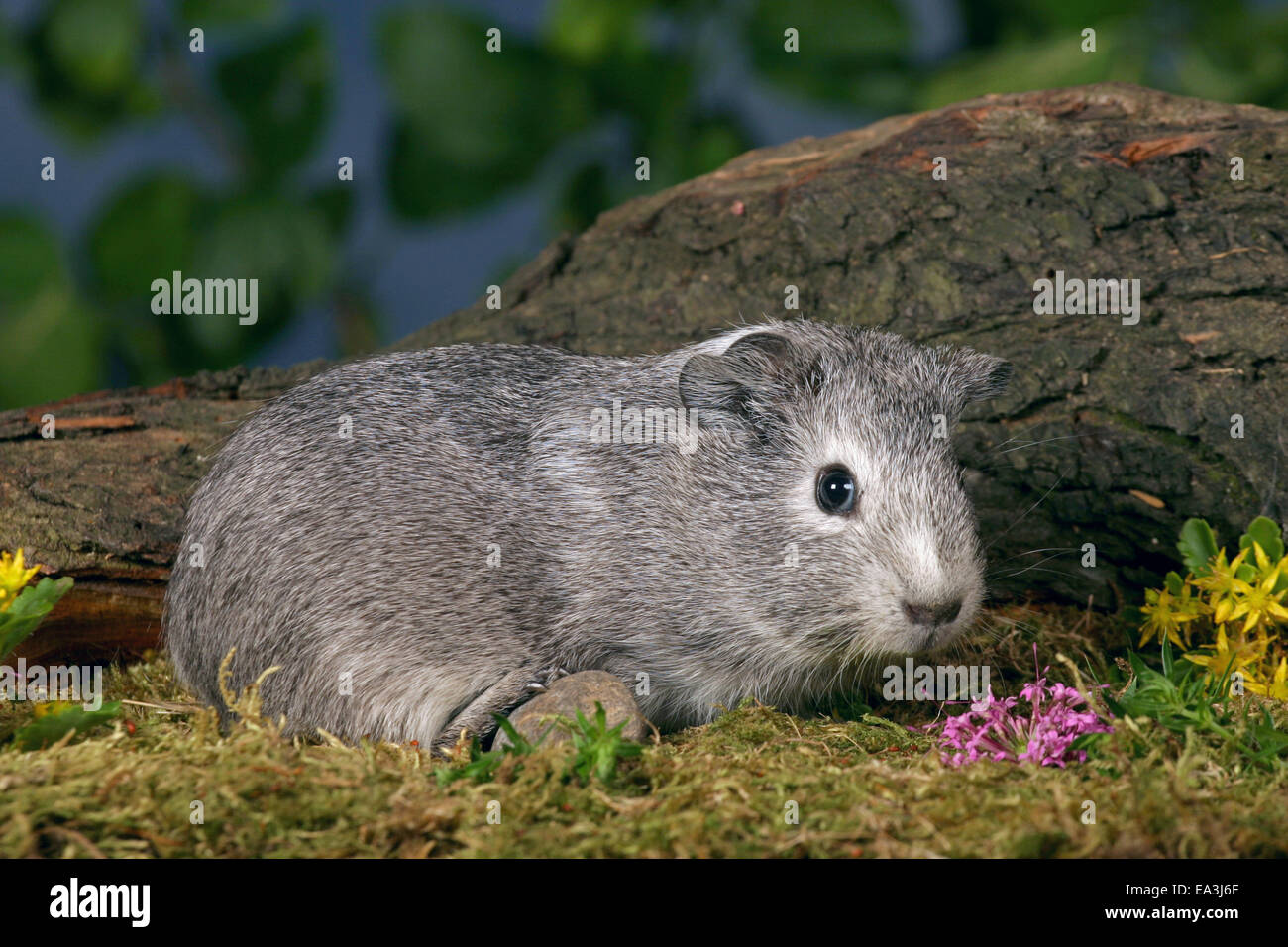 Grey guinea pig hi-res stock photography and images - Alamy