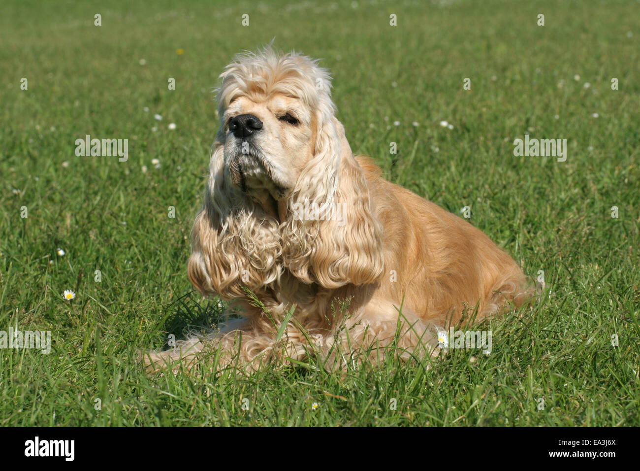 American cocker spaniels hi-res stock photography and images - Alamy