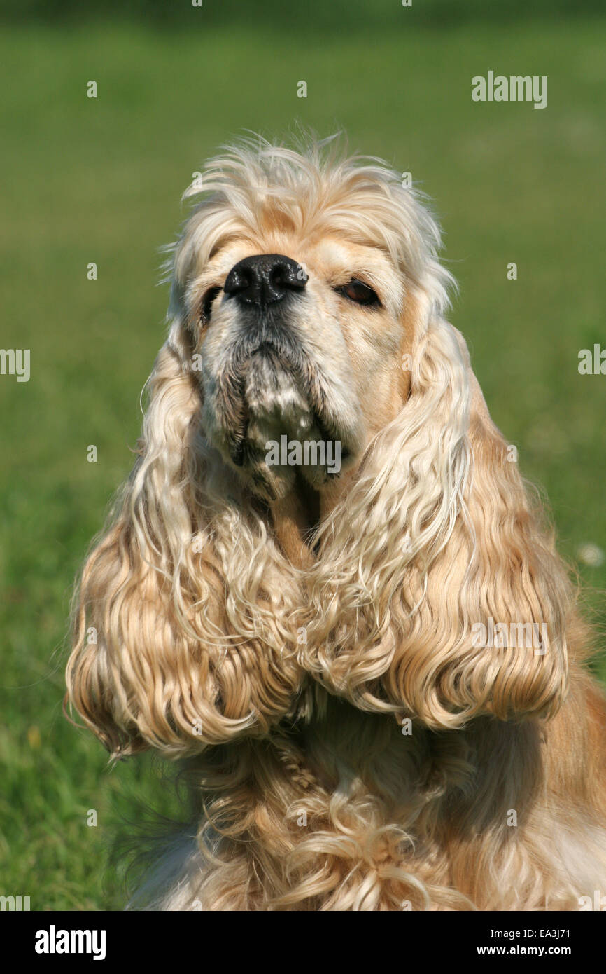 Cocker spaniel dog head hi-res stock photography and images - Alamy