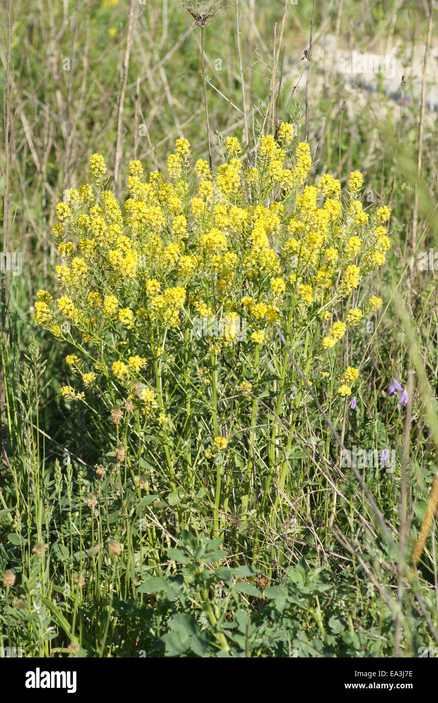 Bitterkresse hi-res stock photography and images - Alamy