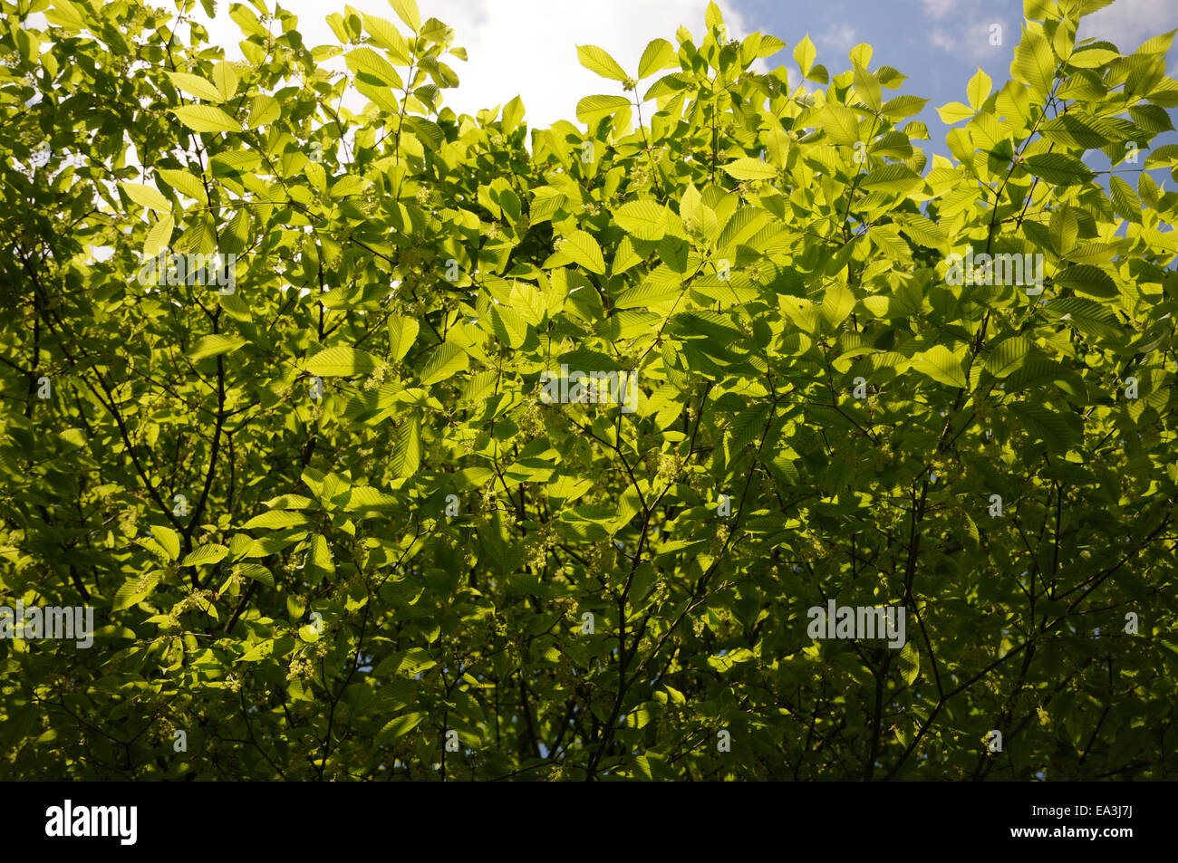 Carpinifolium hi-res stock photography and images - Alamy