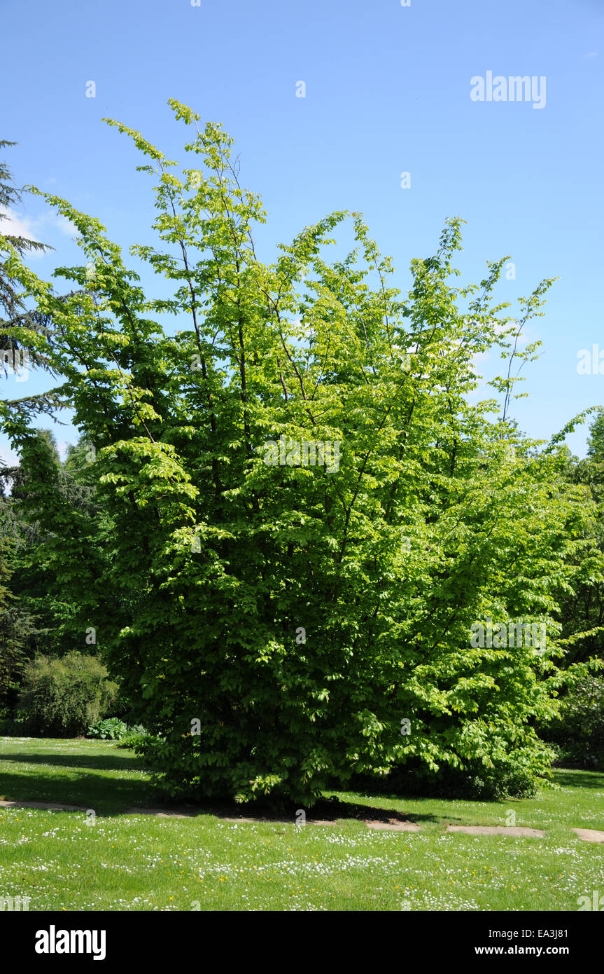Ironwood Trees High Resolution Stock Photography and Images - Alamy