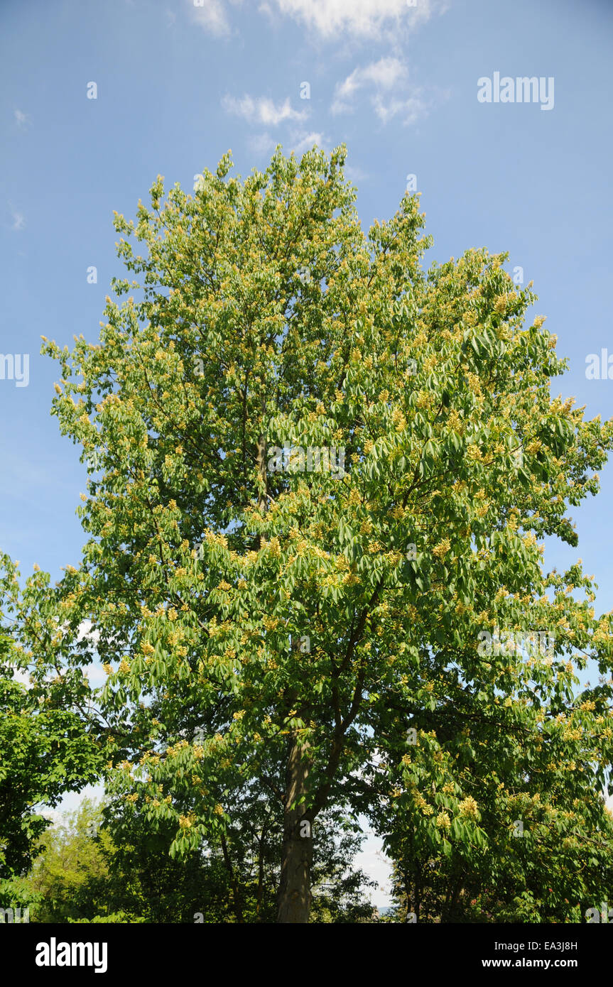 Aesculus flava yellow buckeye tree hi-res stock photography and images ...