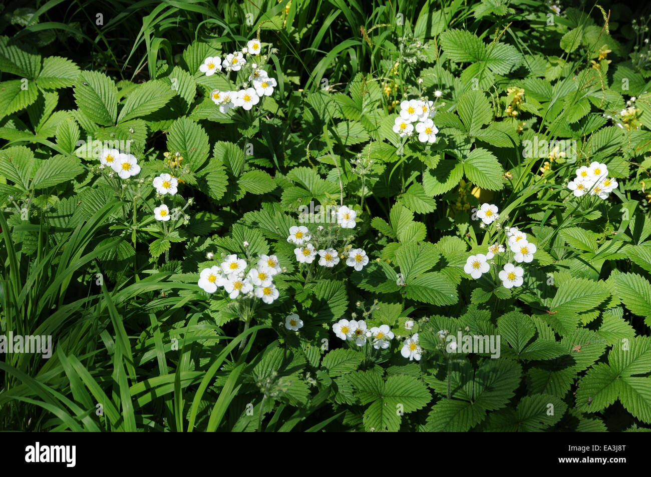 Musk strawberries hi-res stock photography and images - Alamy