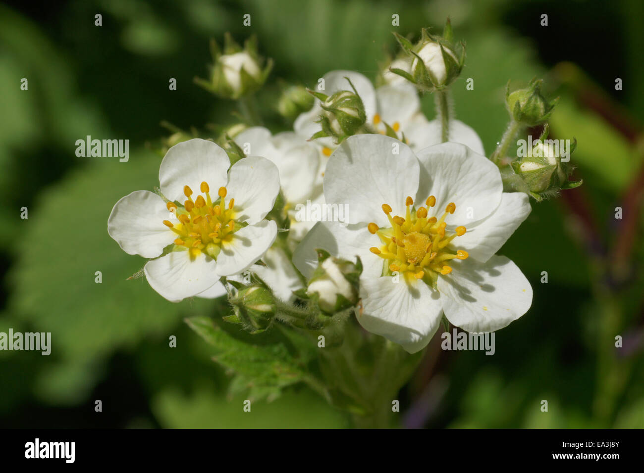 Musk strawberries hi-res stock photography and images - Alamy
